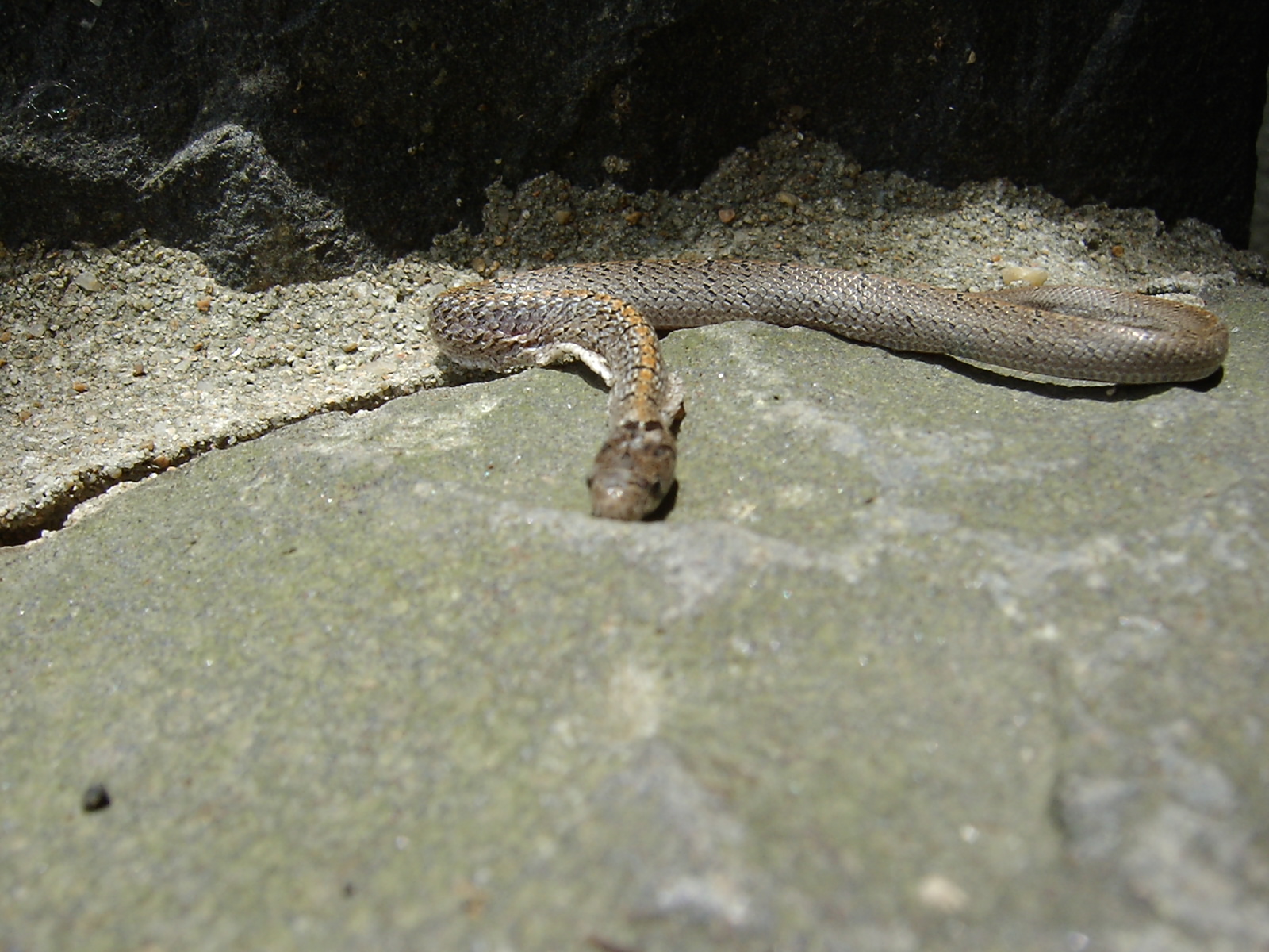 赤背松柏根 | 關渡自然公園